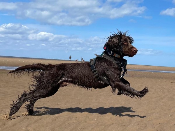 Dog training for Spaniels in Hertford, Stevenage, Welwyn Garden City ...