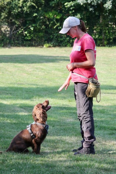 Dog training for Spaniels in Hertford, Stevenage, Welwyn Garden City ...
