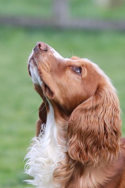 Dog training for Spaniels in Hertford, Stevenage, Welwyn Garden City ...