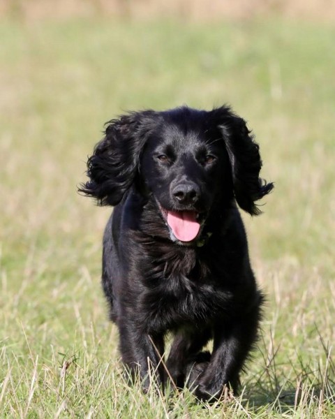 Dog training for Spaniels in Hertford, Stevenage, Welwyn Garden City ...