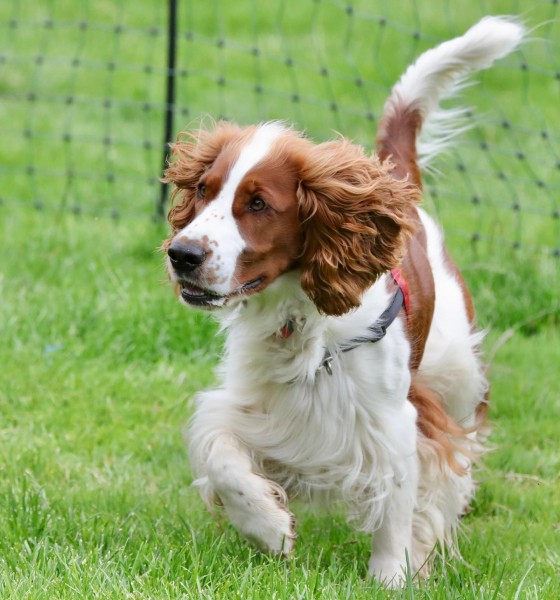 Dog training for Spaniels in Hertford, Stevenage, Welwyn Garden City ...