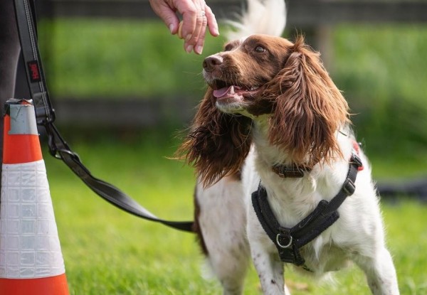 Dog training for Spaniels in Hertford, Stevenage, Welwyn Garden City ...
